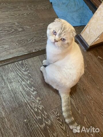 Шотландская