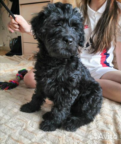 Щенок (девочка, 2.5 месяца) в добрые руки