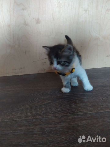 Нора ищет дом