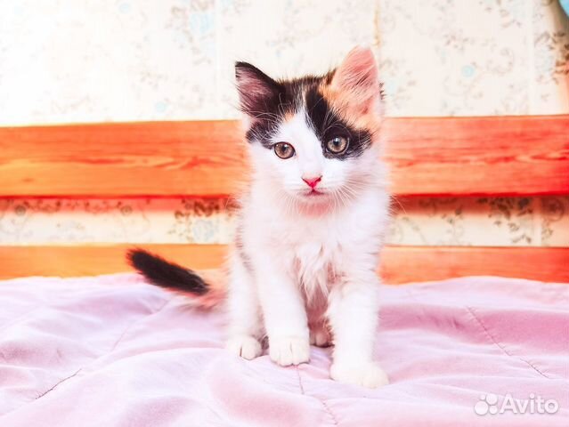 Отдам в добрые руки котят от кошки крысолова