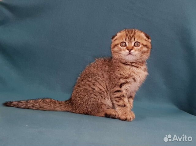 Плюшевая кошечка