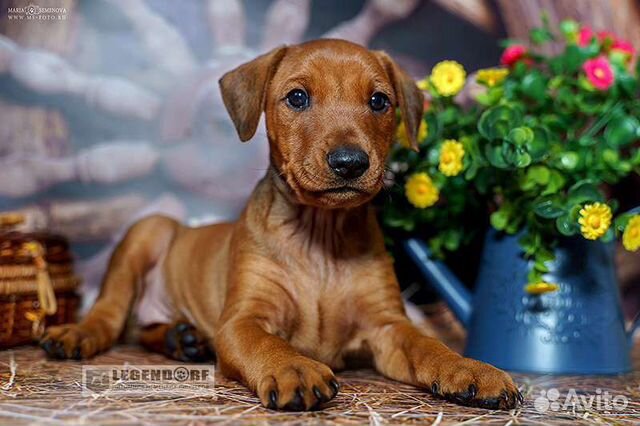 Цвергпинчер