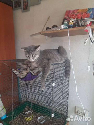 Кошка в дар