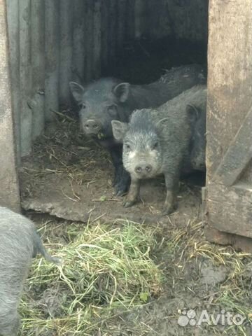 Вьетнамские вислобрюхие хрячки