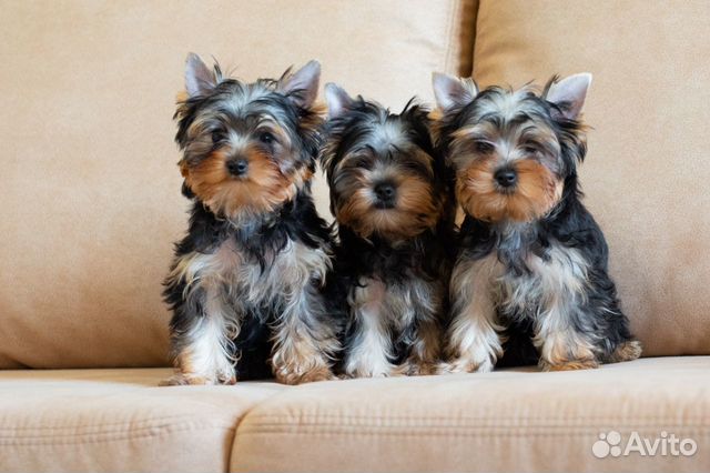 Щенки Йоркширского терьера