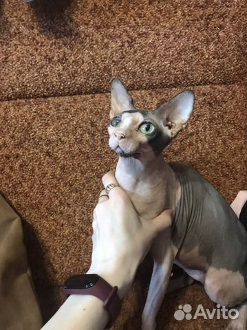 Канадский сфинкс вязка