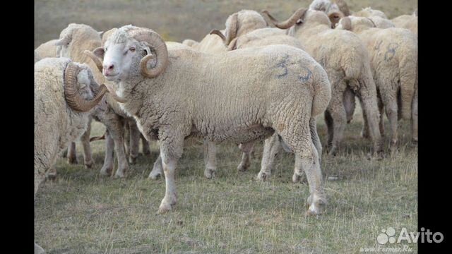 Продам барашек