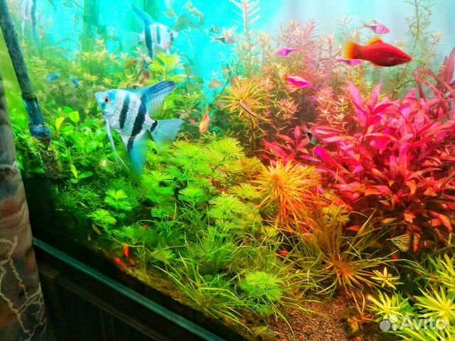 Авариум