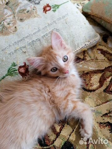 Рыженький котенок