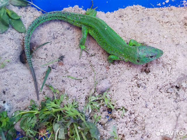 Ящерица Ранго ручная