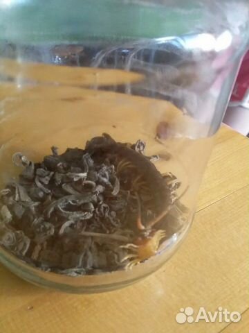 Сколопендра