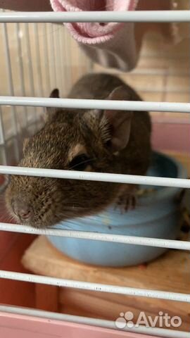 Белка дегу бесплатно