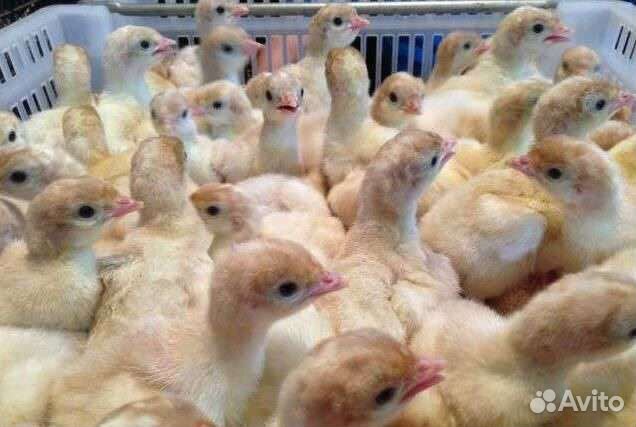 Индейка опт