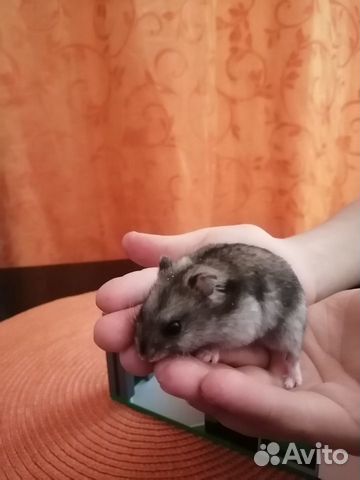 Джунгарский хомяк
