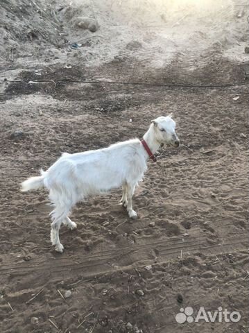 Коза С козленком