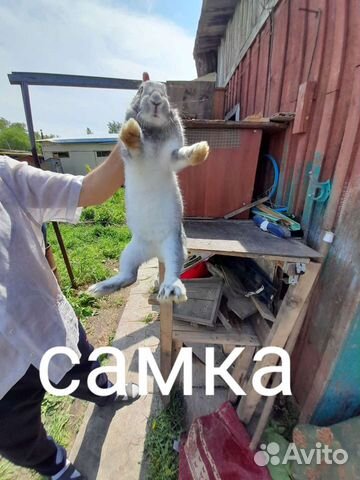 Кролики великаны