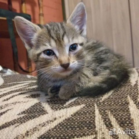 Котят очень умной и любимой кошки