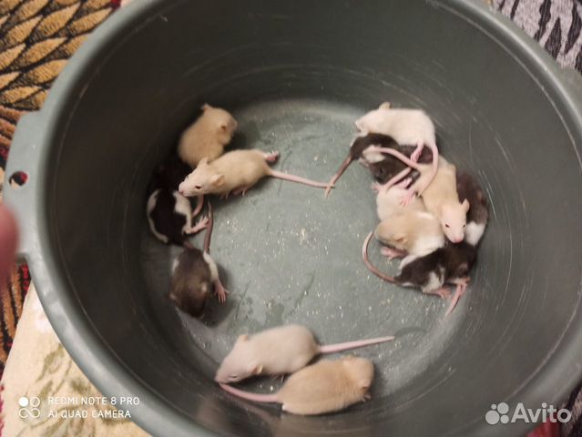 Крысы бесплатно