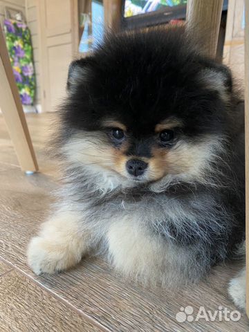 Шпиц шикарный черно подпалый мальчик