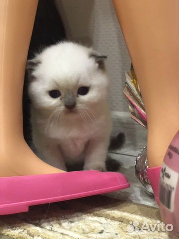 Шотландские котята