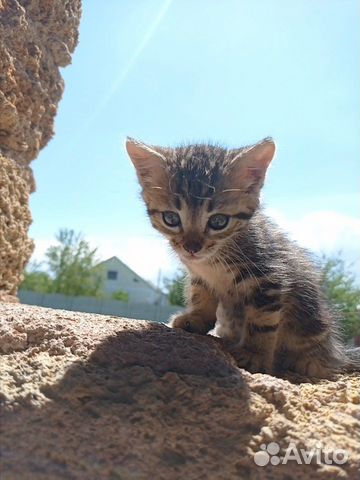 Котята в добрые руки бесплатно
