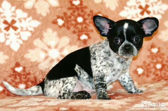 Щенки чихуахуа мальчишки