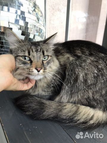 Кошка бесплатно