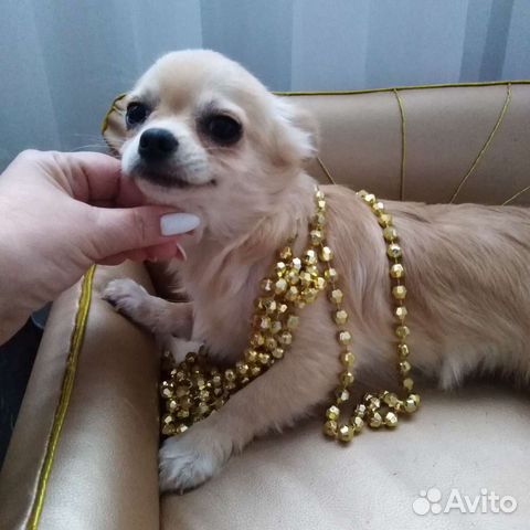 Маленький принц с доставкой