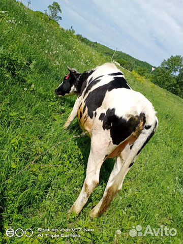 Продаётся 2 годовалая стельная телка