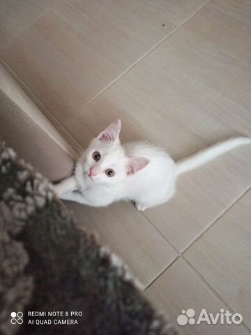 Белоснежный красивый котенок
