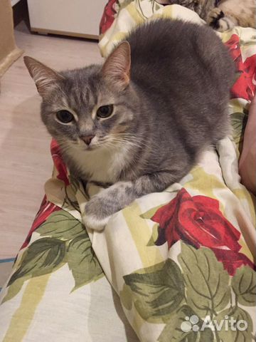 Кошка Бася