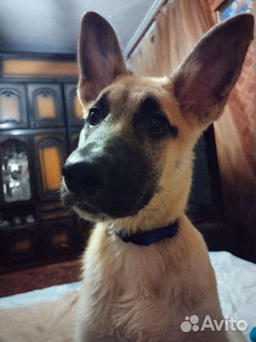 Мен предали, сказали не нужен, посадили в машину и