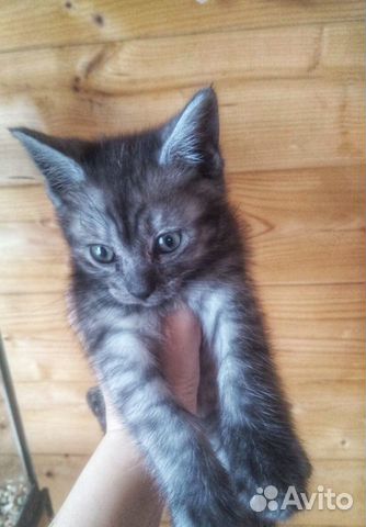 Котята породистые