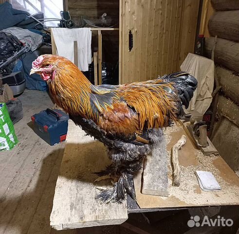 Куры (петухи) брама куропатчатая