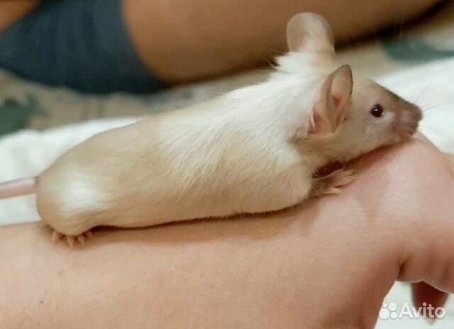 Декоративные мышки