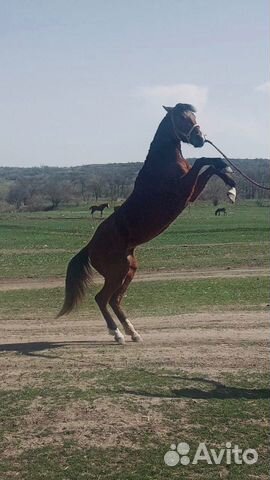 Англо-арабская кобыла