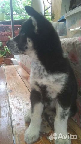 Шепски. Метис хаски и немецкой овчарки