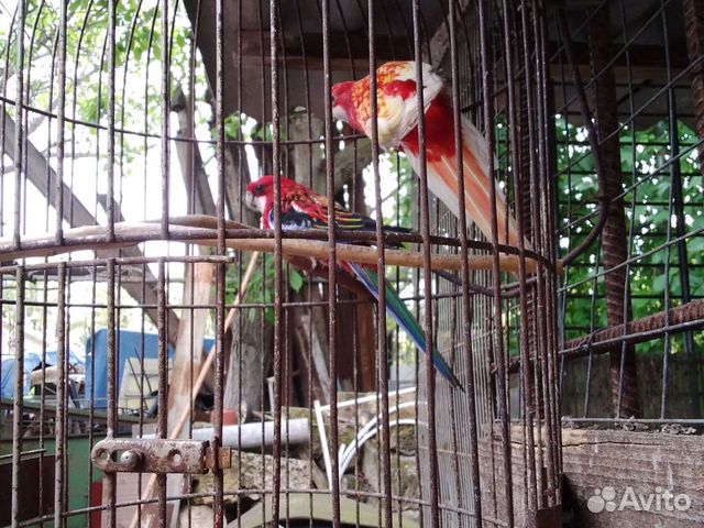 Попугай Карелла