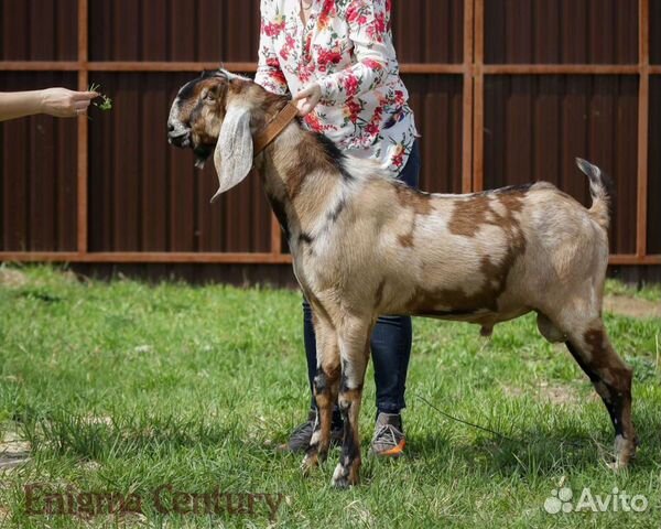 Козел нубийский