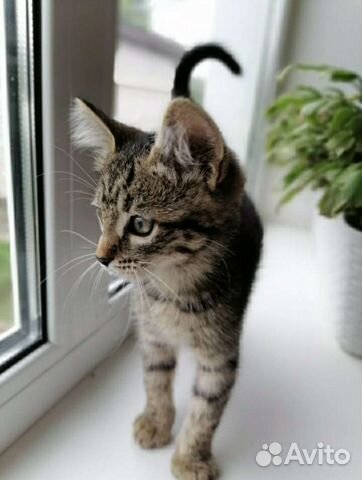 Прелестный котёнок, мальчик