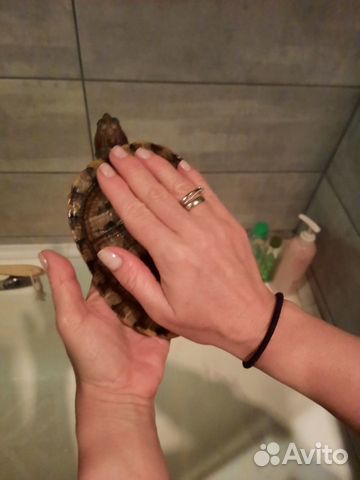 Красноухая черепаха