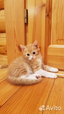 Рыжий котенок девочка