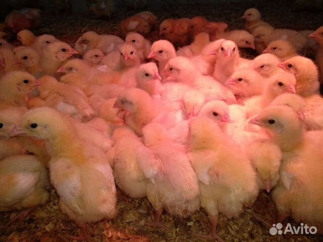 Цыплята бройлеры