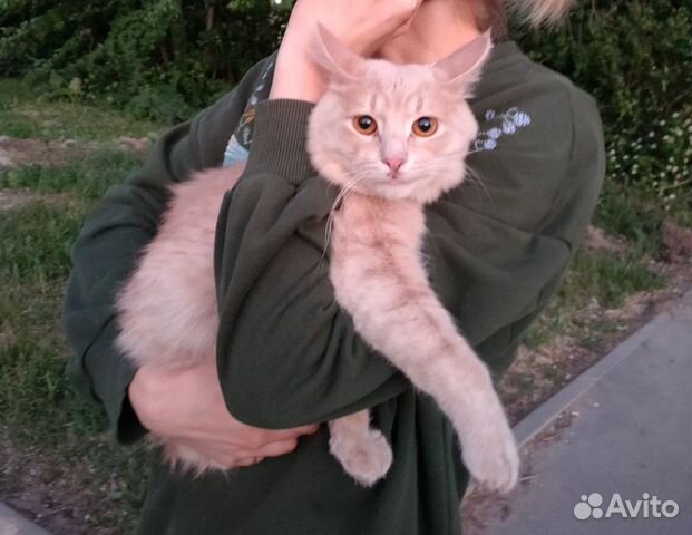 Кот ищет человечека