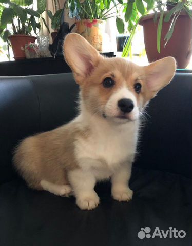 Вельш-корги пемброк