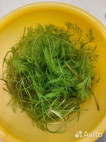 Тазик роголистника