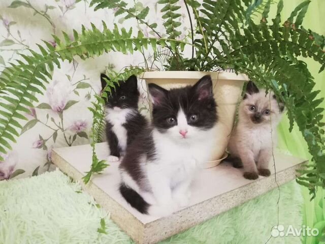 Котята в добрые руки
