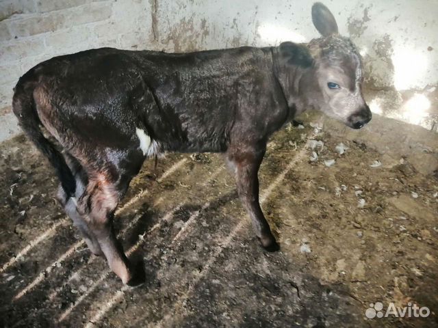 Продам тёлочку, цена договорная