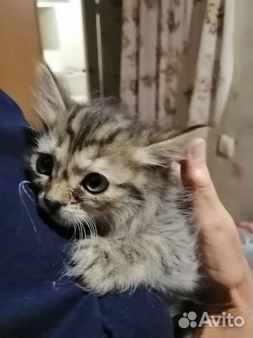 Кошечка в добрые руки