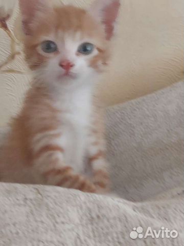 Отдам хорошие руки котёнка